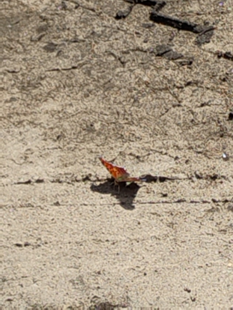 Commas from Gresham on July 24, 2024 at 02:18 PM by Dj Micik · iNaturalist