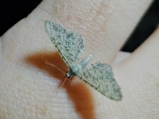 Satyr Pug Moth from Cascade-Chipita Park, CO, USA on July 23, 2024 at ...