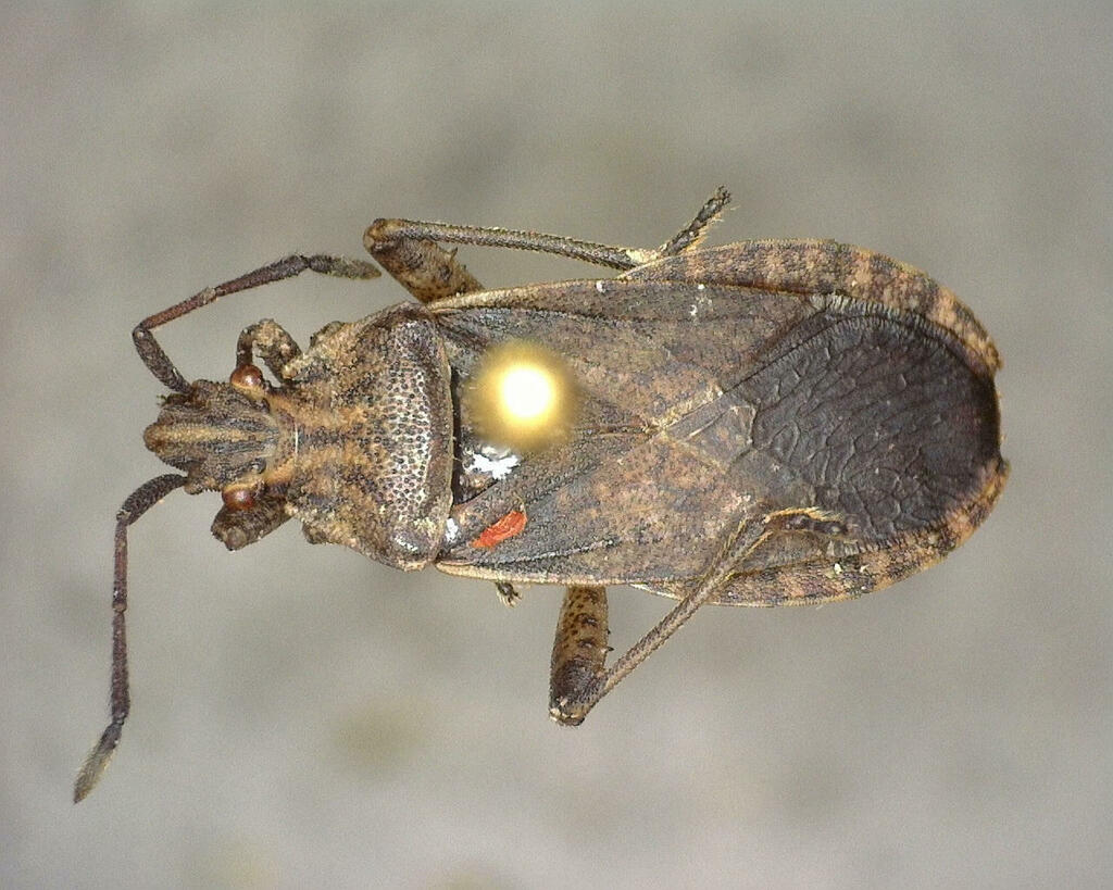 Leaf-footed Bugs from Kimble County, TX, USA on July 10, 2024 at 03:54 ...