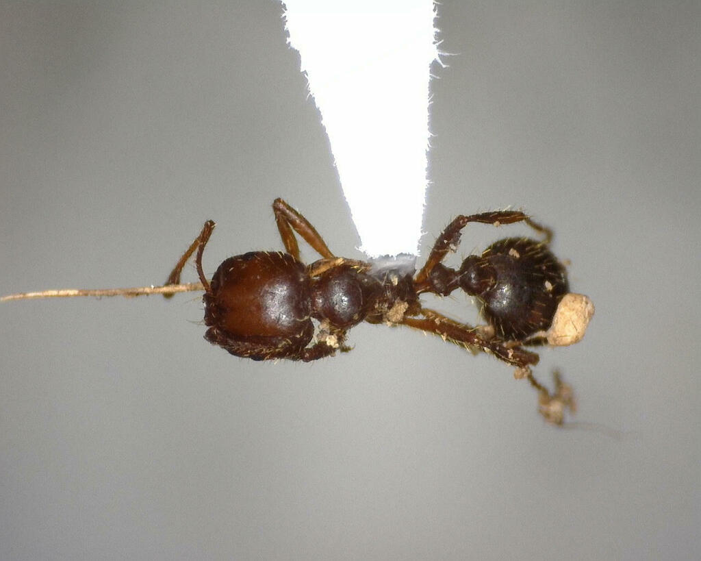 Labidus coecus from Kimble County, TX, USA on July 10, 2024 at 03:54 PM ...