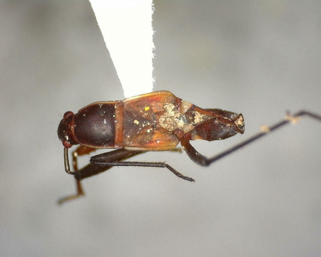 Martian Seed Bug from Kimble County, TX, USA on July 10, 2024 at 03:54 ...