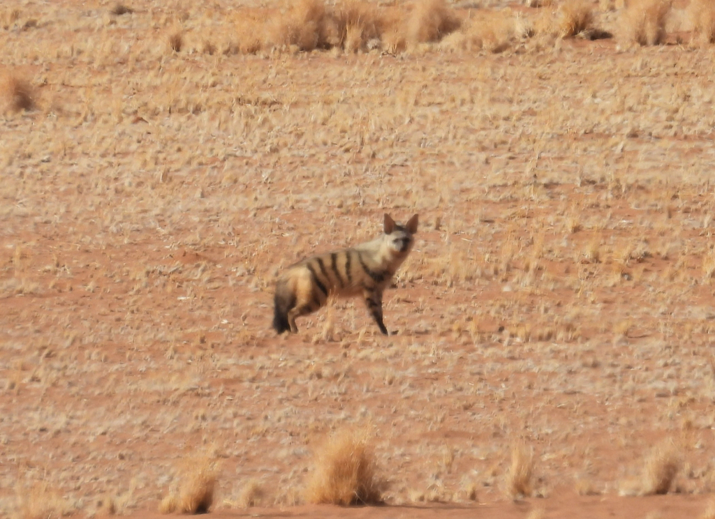 Southern Aardwolf from NamibRand Nature Reserve, Namibia on July 7 ...