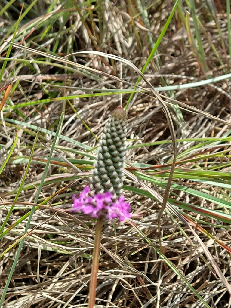 Slender Prairie Clover from Clyde, TX 79510, USA on June 5, 2019 at 03: ...