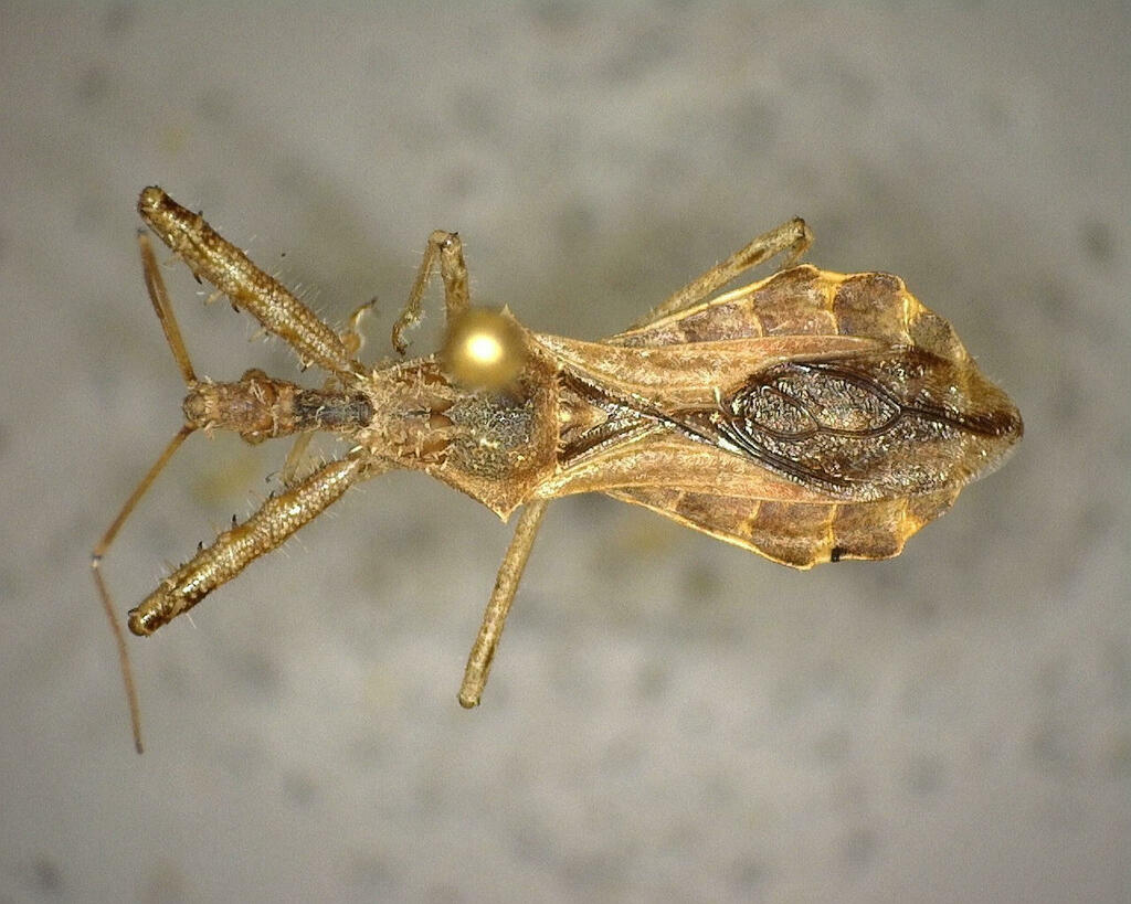 Spined Assassin Bug from Kimble County, TX, USA on July 11, 2024 at 04: ...
