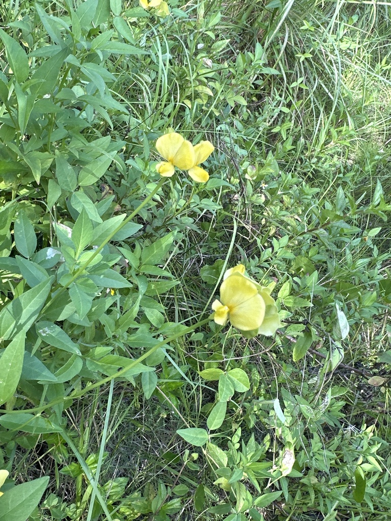 Wild Cowpea from Camp Site Rd, Lake Worth, FL, US on July 24, 2024 at ...
