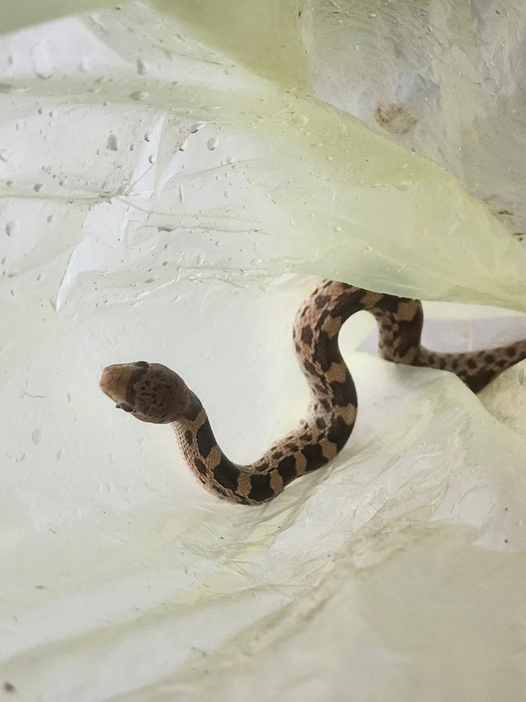 Mexican Bull Snake from 55767 Méx., México on July 24, 2024 at 04:59 PM ...