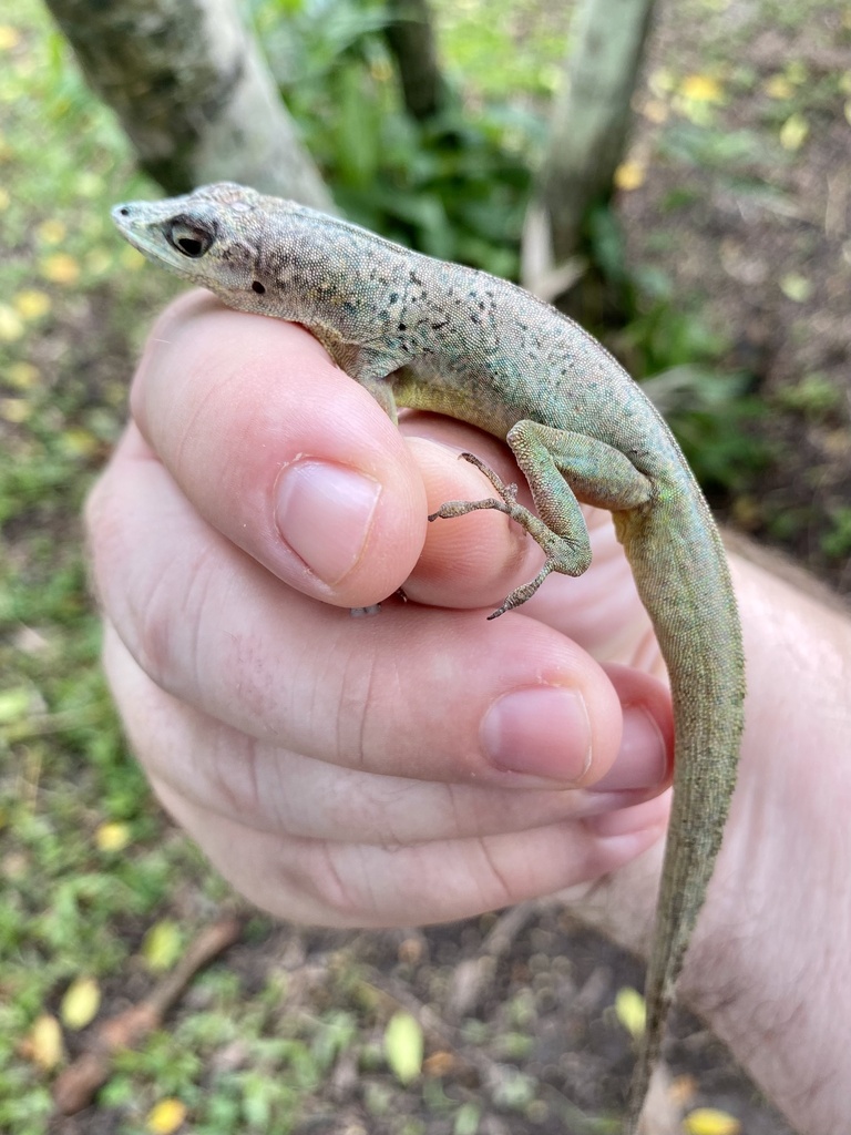 Bronze Anole from Promenade Gardens, Georgetown, Dermerara-Mahaica, GY ...