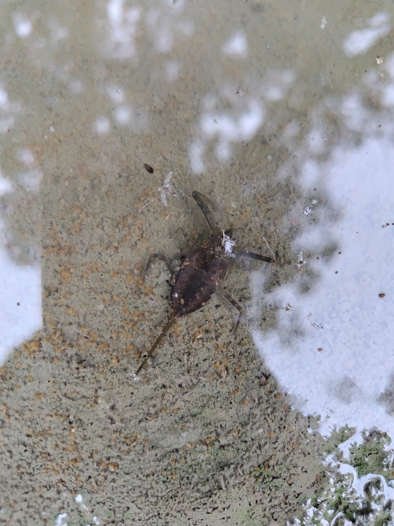 Laccotrephes from 558台灣南投縣鹿谷鄉 on July 22, 2024 at 04:59 PM by Ta Wei ...