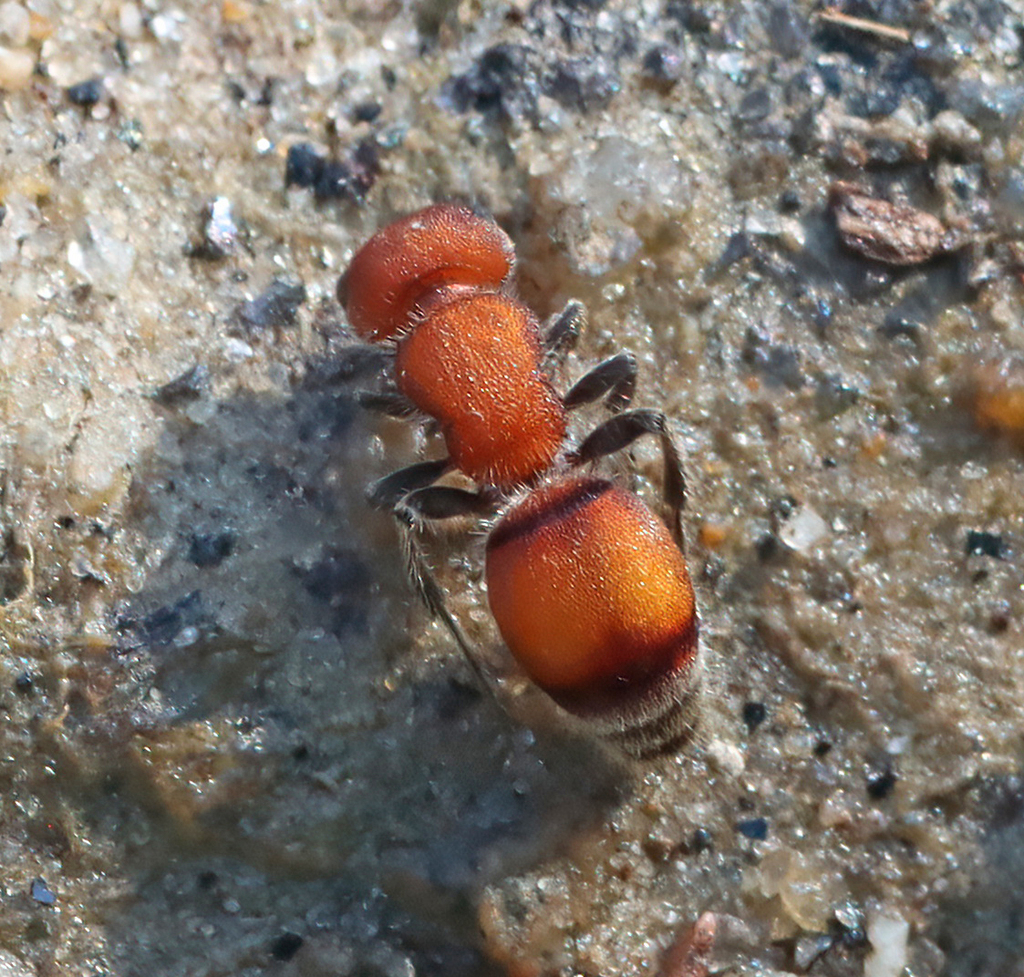 Pseudomethoca simillima from Wayne County, GA, USA on June 25, 2024 at ...