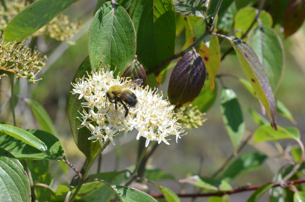 Perplexing Bumble Bee from bath nature reserve ohio on June 24, 2016 by ...