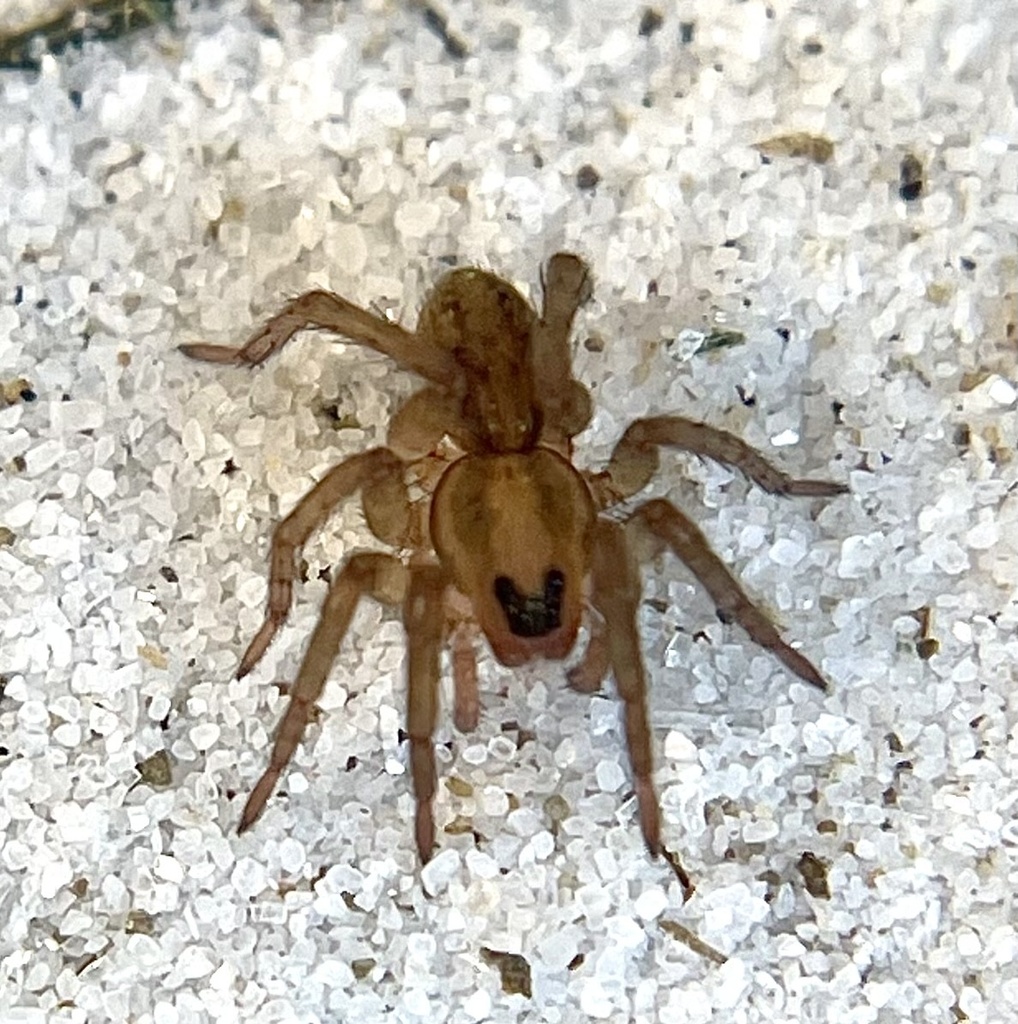 Rustic Wolf Spider from Ninth St NE, Lake Stevens, WA, US on July 24 ...