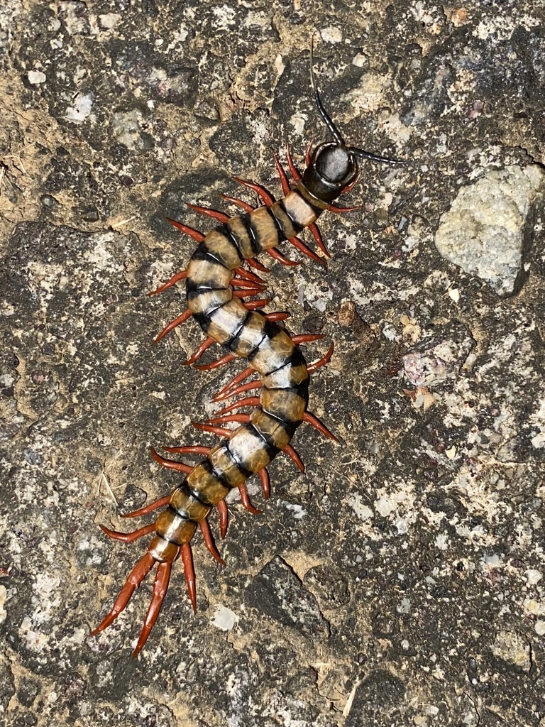 Giant Centipedes from Victoria Randenigala Rantembe Sanctuary, Central ...