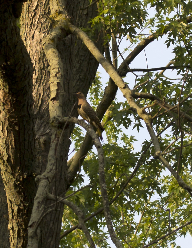 Northern Flicker from Kalamazoo County, US-MI, US on June 10, 2016 by ...