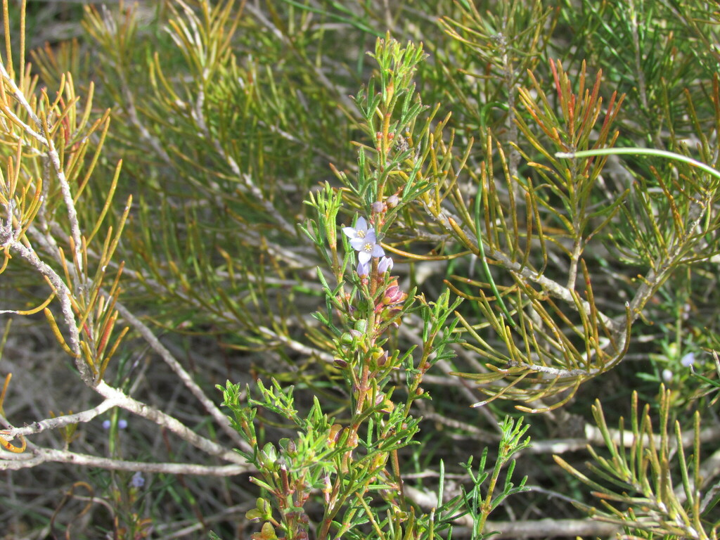 Cyanothamnus ramosus anethifolius from N W Rd, Badgingarra WA 6521 ...