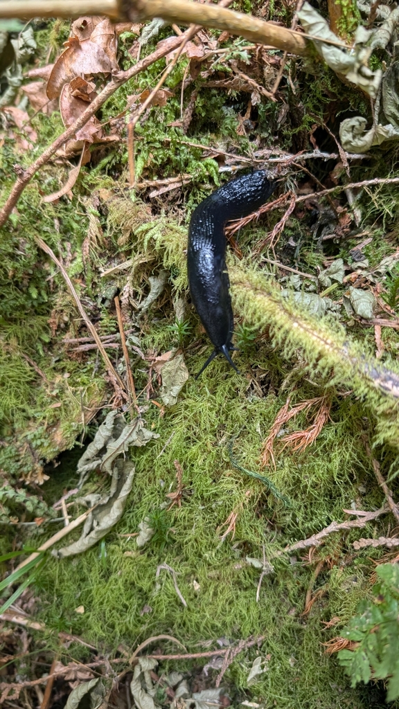 Black Slug from Maple Ridge, BC, Canada on July 24, 2024 at 05:24 PM by ...