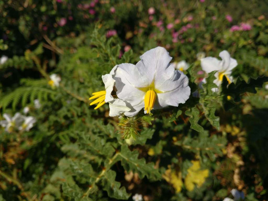 Red Buffalo-bur from Kilkundah, Tamil Nadu 643219, India on September ...