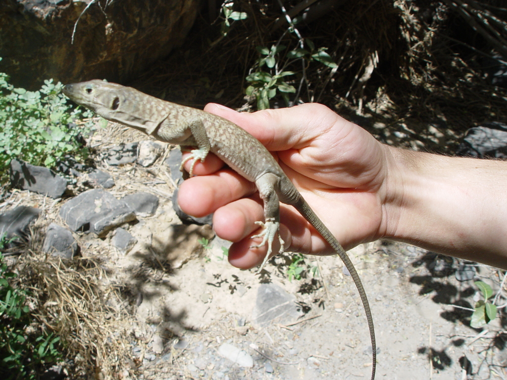 Jayakar Lizard from Jižní al-Batína, Omán on April 4, 2010 at 10:09 AM ...