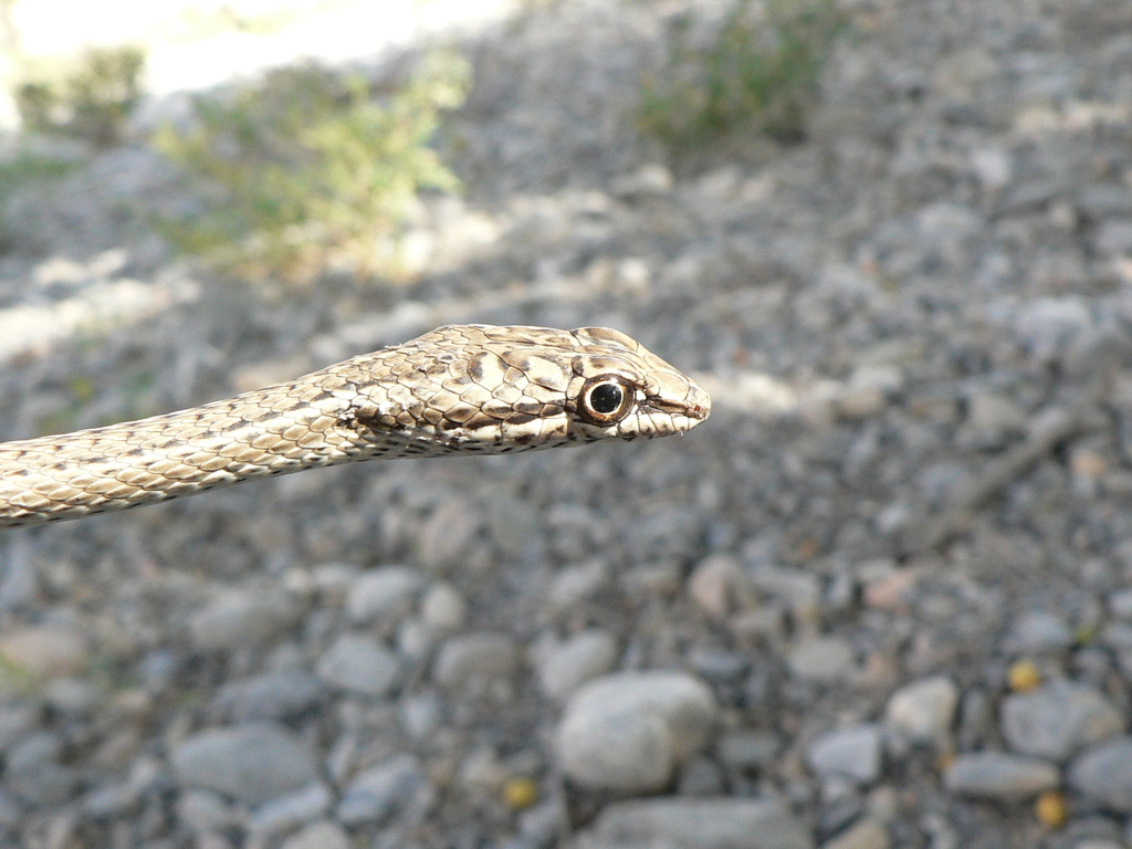Forskal Sand Snake from Al Muratafaah, Seeb, Omán on April 03, 2010 at ...