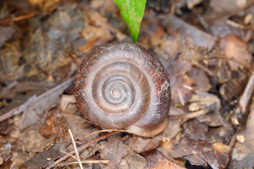 Chloritis from 中国河南省南阳市 on July 22, 2024 at 10:02 PM by Xiao Geigei ...