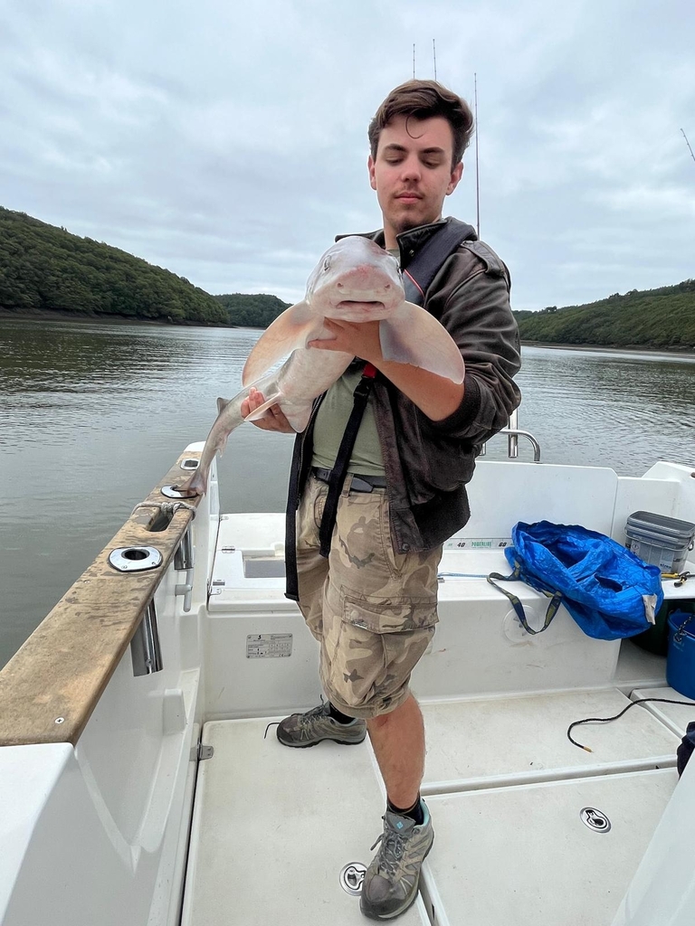 Starry Smooth-hound from France on July 24, 2024 at 12:50 AM by Timothe ...