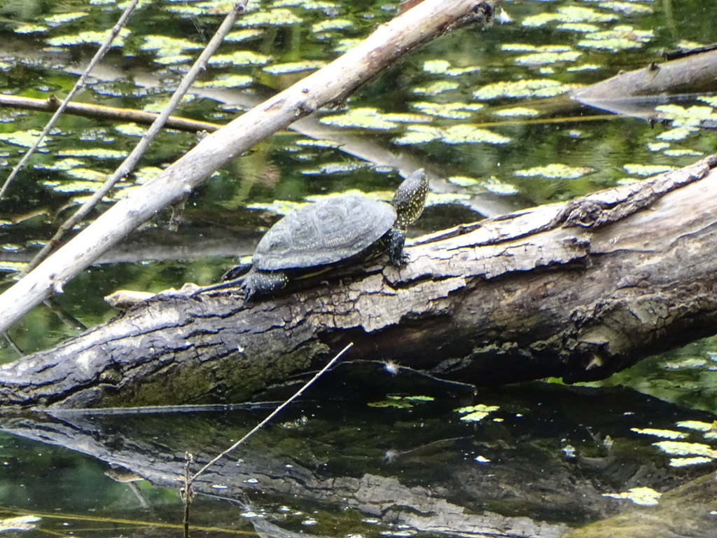 European Pond Turtle in July 2024 by Uroš Petrović · iNaturalist