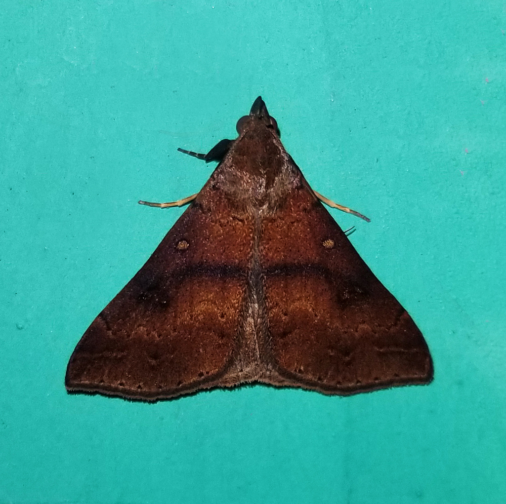 Discolored Renia Moth from Fentress County, TN, USA on July 25, 2024 at ...