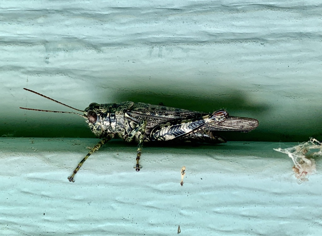 Pine tree Spur-throat Grasshopper from E 29th St, Erie, PA, US on July ...