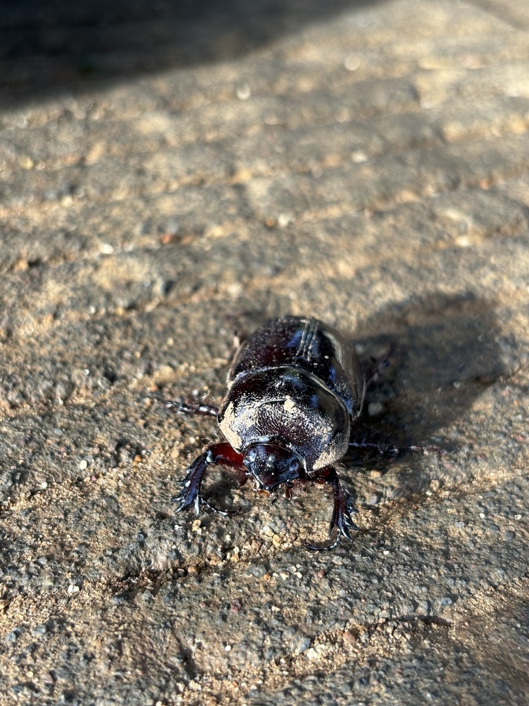 Heterogomphus chevrolatii from Oruga, Xalapa, Ver., MX on July 25, 2024 ...