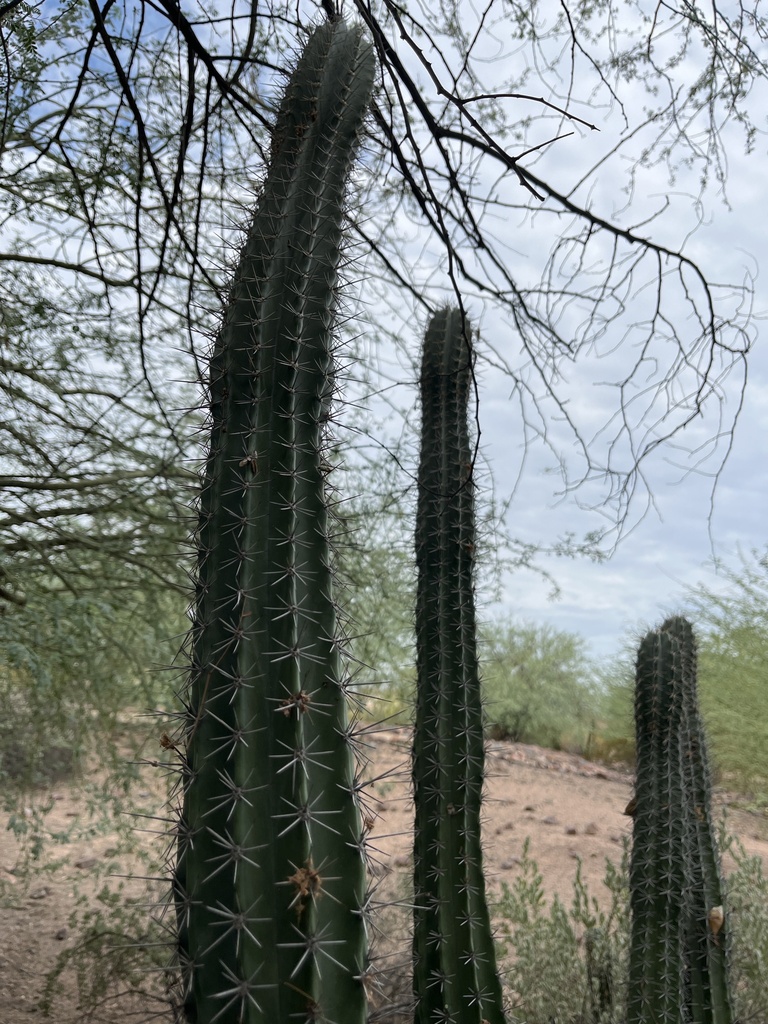 Octopus Cactus in July 2024 by Shanna Pike · iNaturalist