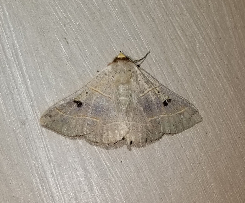 Red-lined Panopoda Moth from Fentress County, TN, USA on July 24, 2024 ...