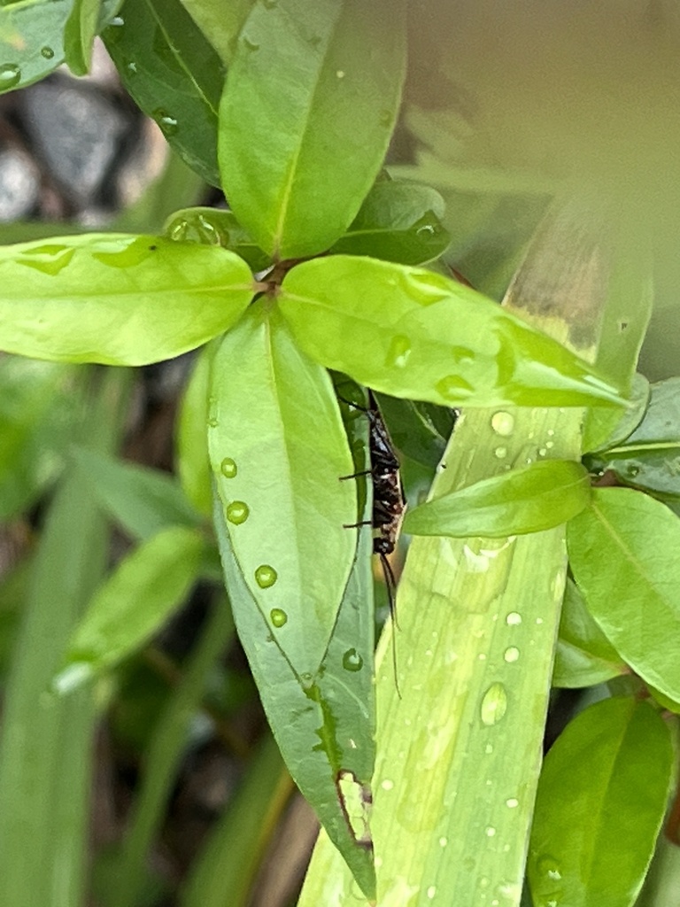 Pale-bordered Field Cockroach from Beauregard Blvd, Fayetteville, GA ...