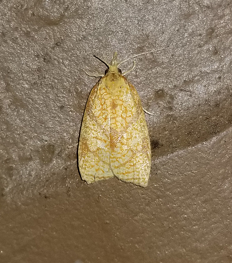 Reticulated Fruitworm Moth from Fentress County, TN, USA on July 24 ...