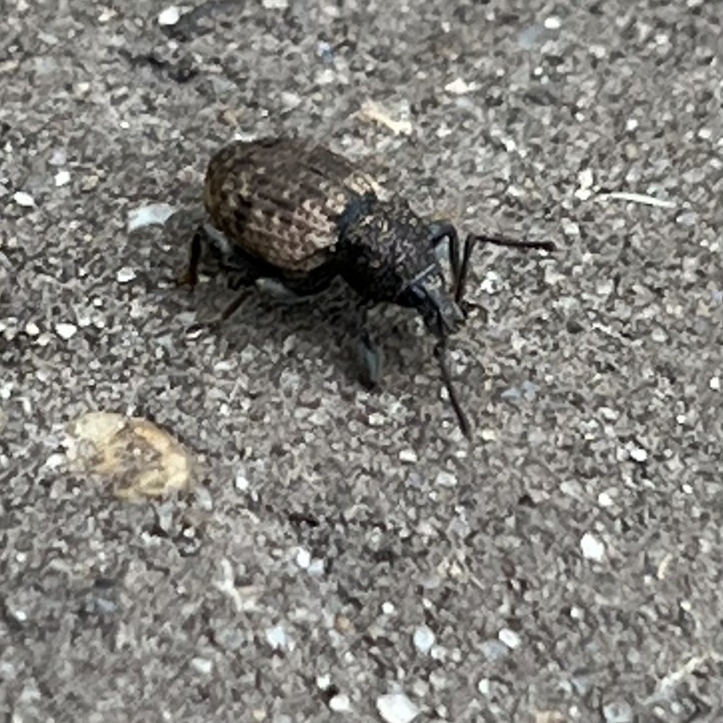 Otiorhynchus raucus from University of East Anglia, Norwich, England ...