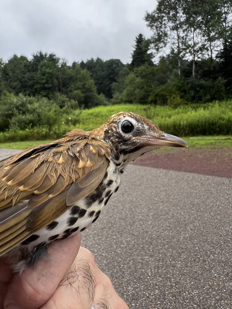 Wood Thrush from Nescopeck State Park, White Haven, PA, US on July 25 ...