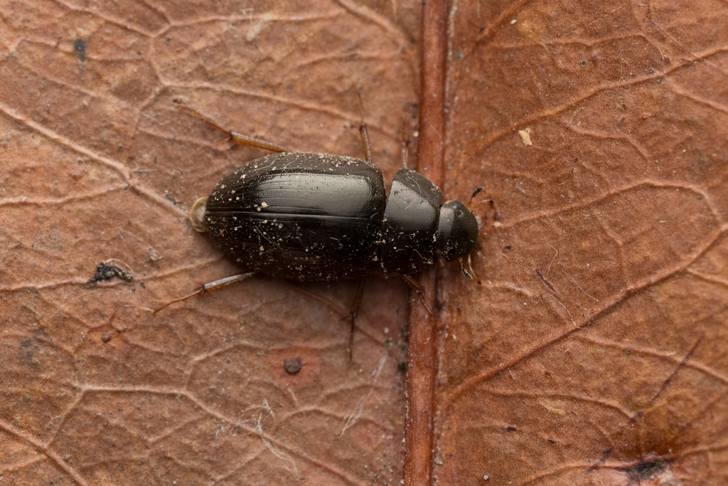 Hydrobius fuscipes from 9080 Lochristi, België on July 19, 2024 at 05: ...