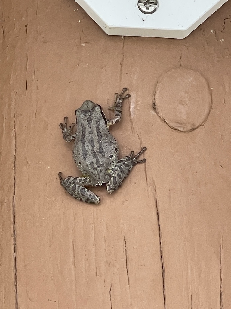 Pacific chorus frog from E Wannacut Ln, Oroville, WA, US on July 25 ...