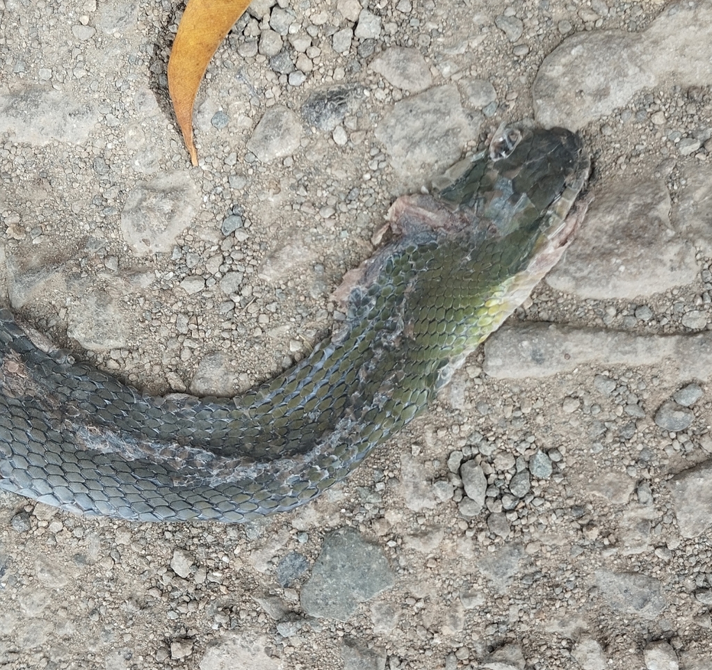 Colubrine Snakes from PPWG+74M, Ecuador on July 25, 2024 at 11:01 AM by ...