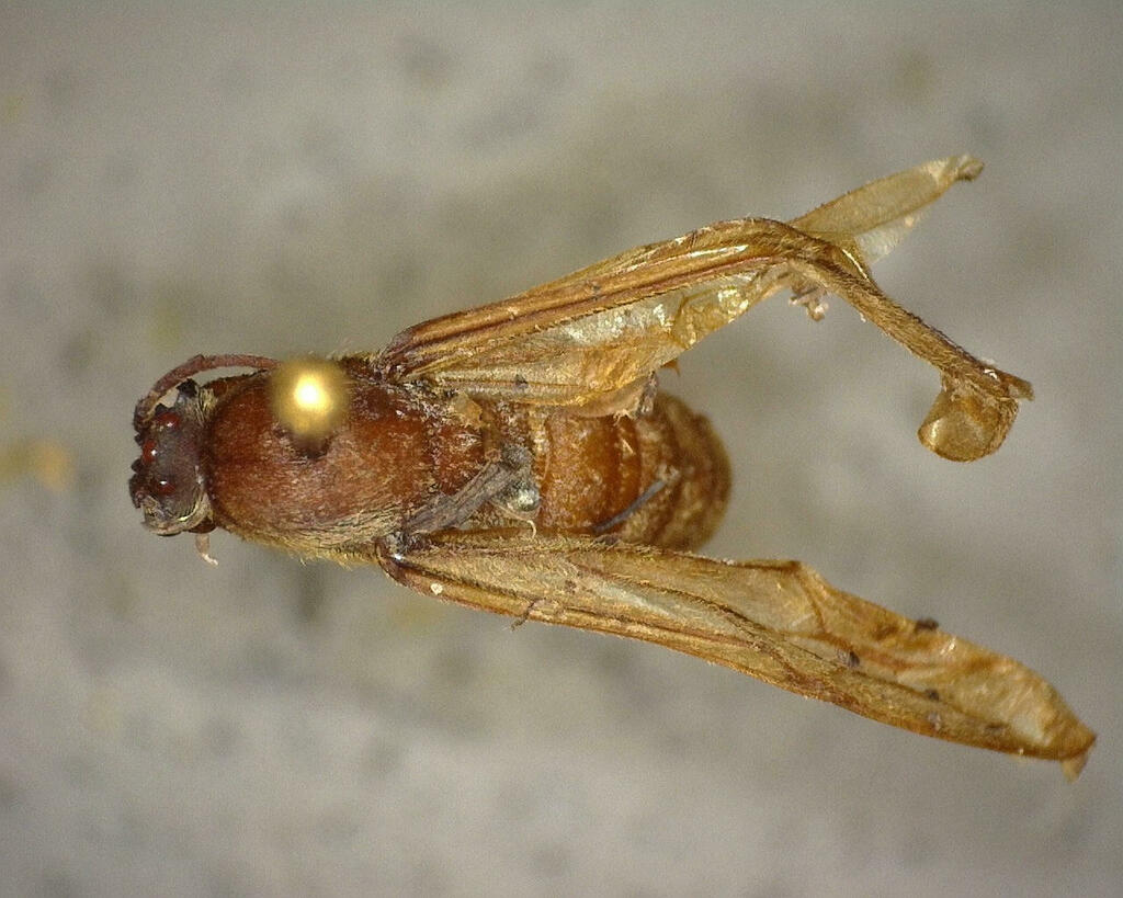 Labidus coecus from Kimble County, TX, USA on July 4, 2024 at 02:22 PM ...