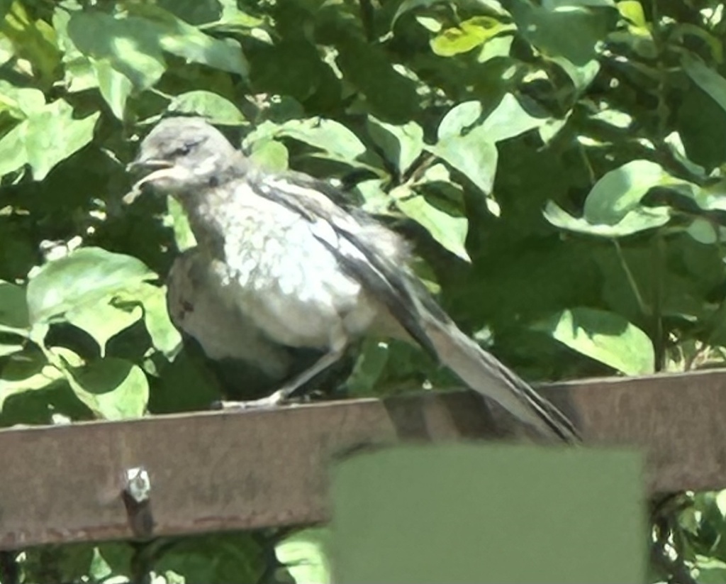 Northern Mockingbird from Trinity River Audubon Center, Dallas, TX, US ...