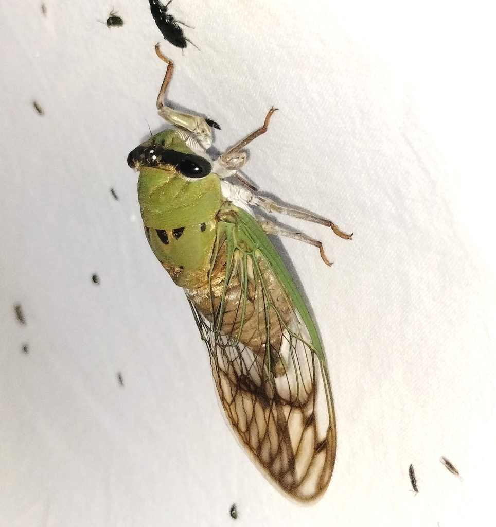 Superb Dog-day Cicada from Arlington, TX 76017, USA on July 24, 2024 at ...