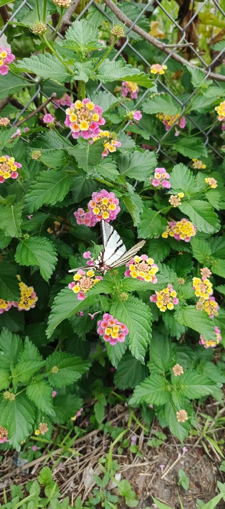 Protographium epidaus fenochionis from Plan de Ayala, 38984 Uriangato ...