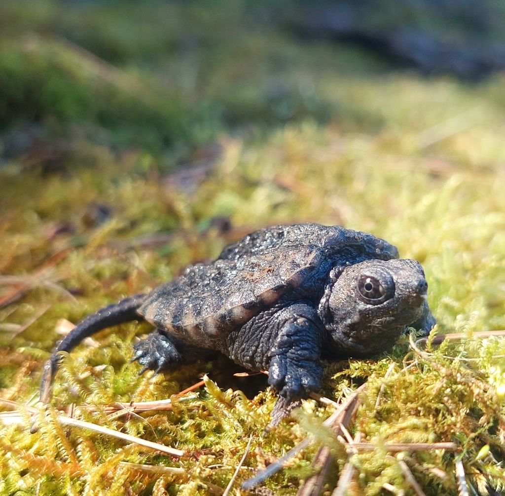 Common Snapping Turtle from Willseyville, NY 13864, USA on September 21 ...