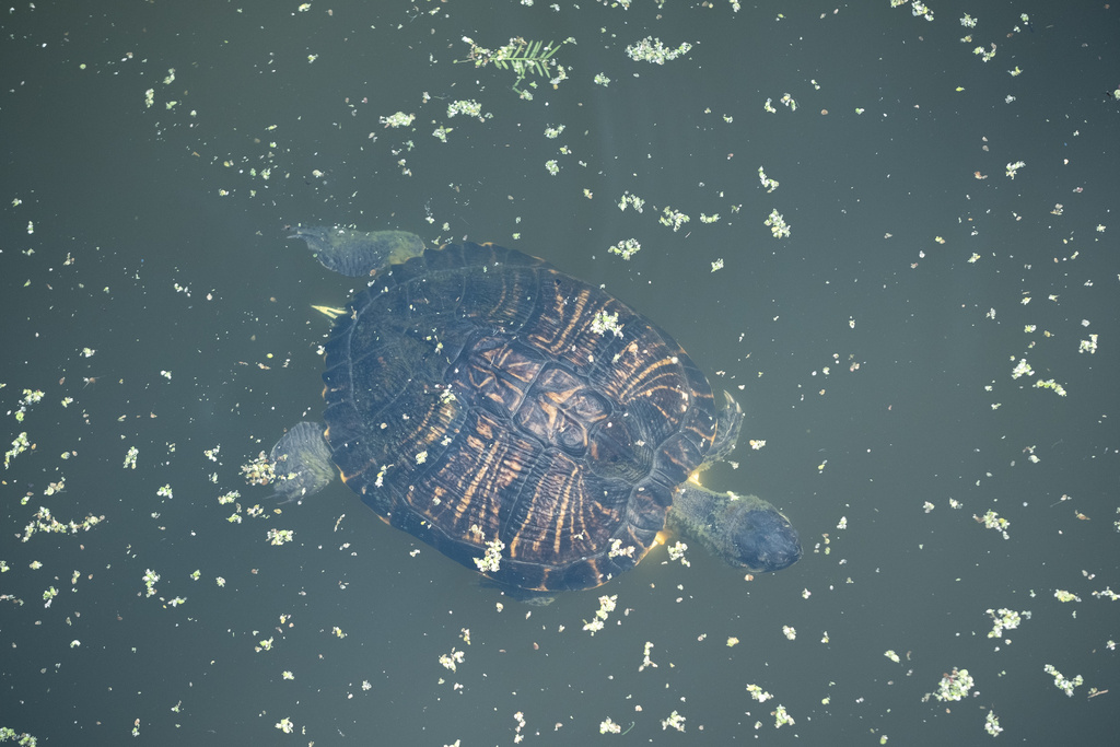 Pond Slider from Greenfield Park, Wilmington, NC, US on July 22, 2024 ...