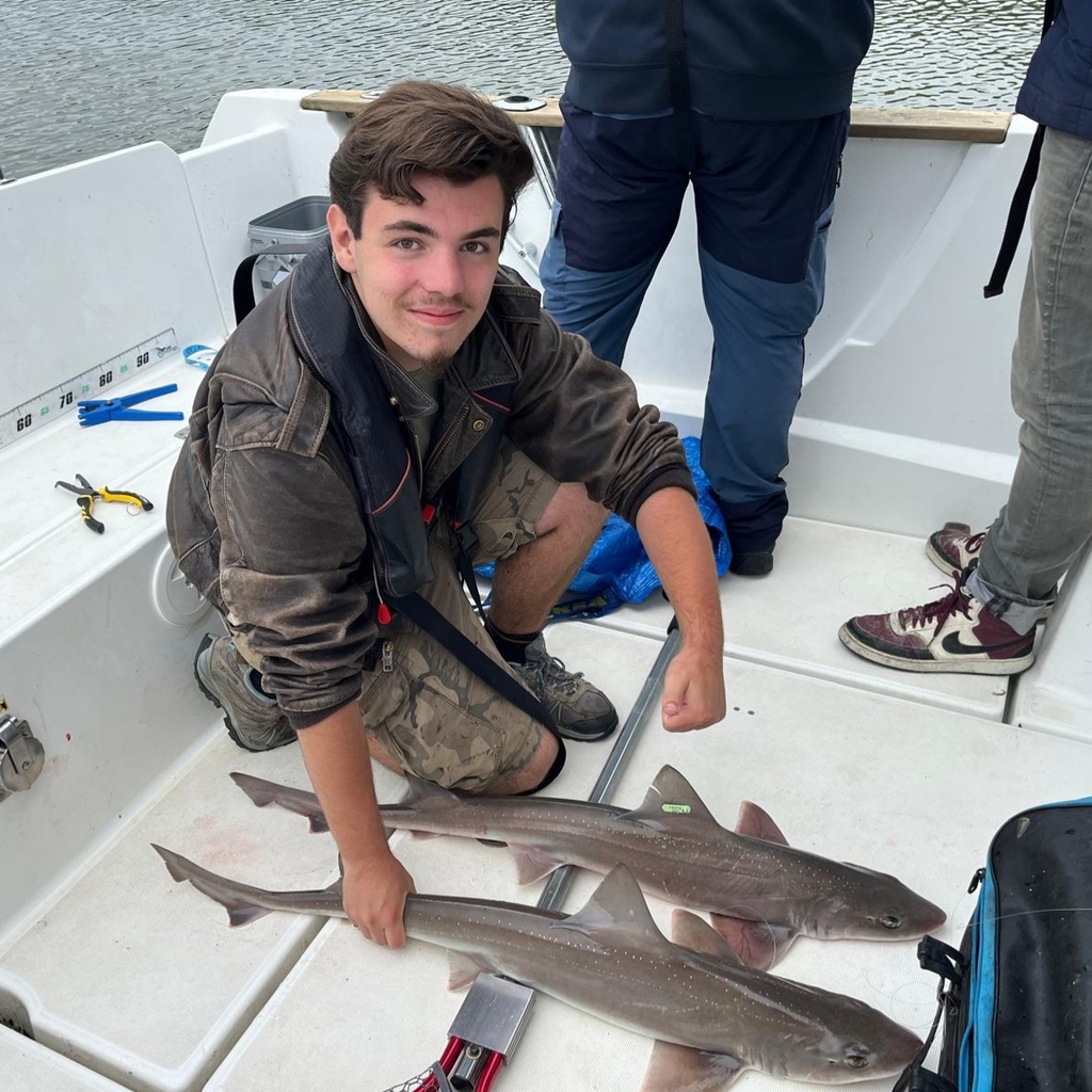 Starry Smooth-hound from 29590 Rosnoën, France on July 24, 2024 at 01: ...