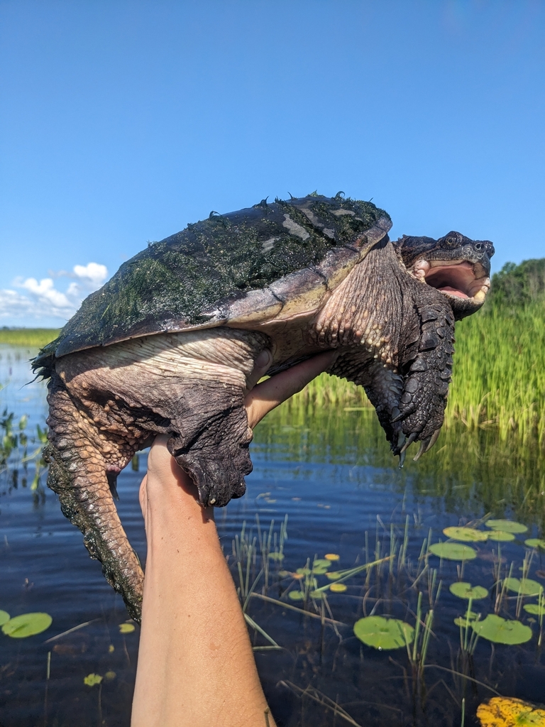 Common Snapping Turtle from Muskoka District Municipality, ON, Canada ...