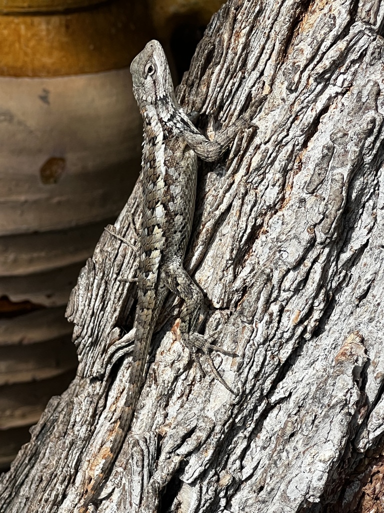 Texas Spiny Lizard from Cedarlawn Cir, Austin, TX, US on July 25, 2024 ...