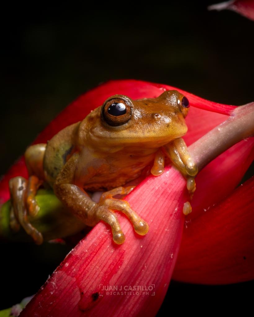 Boettger's Colombian Tree Frog from Filandia, Quindío, Colombia on July ...