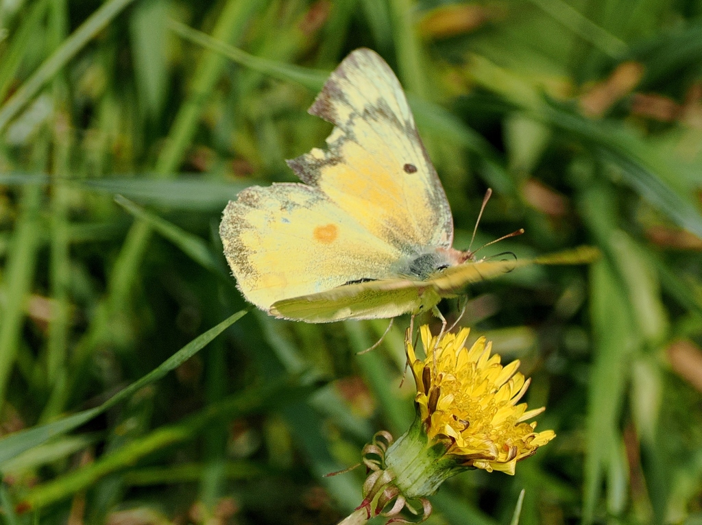 Orange Sulphur from Spring Peeper Swamp on July 25, 2024 at 03:55 PM by ...