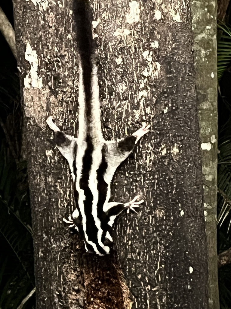 Striped Possum from Crater Lakes National Park, Lake Eacham, QLD, AU on ...