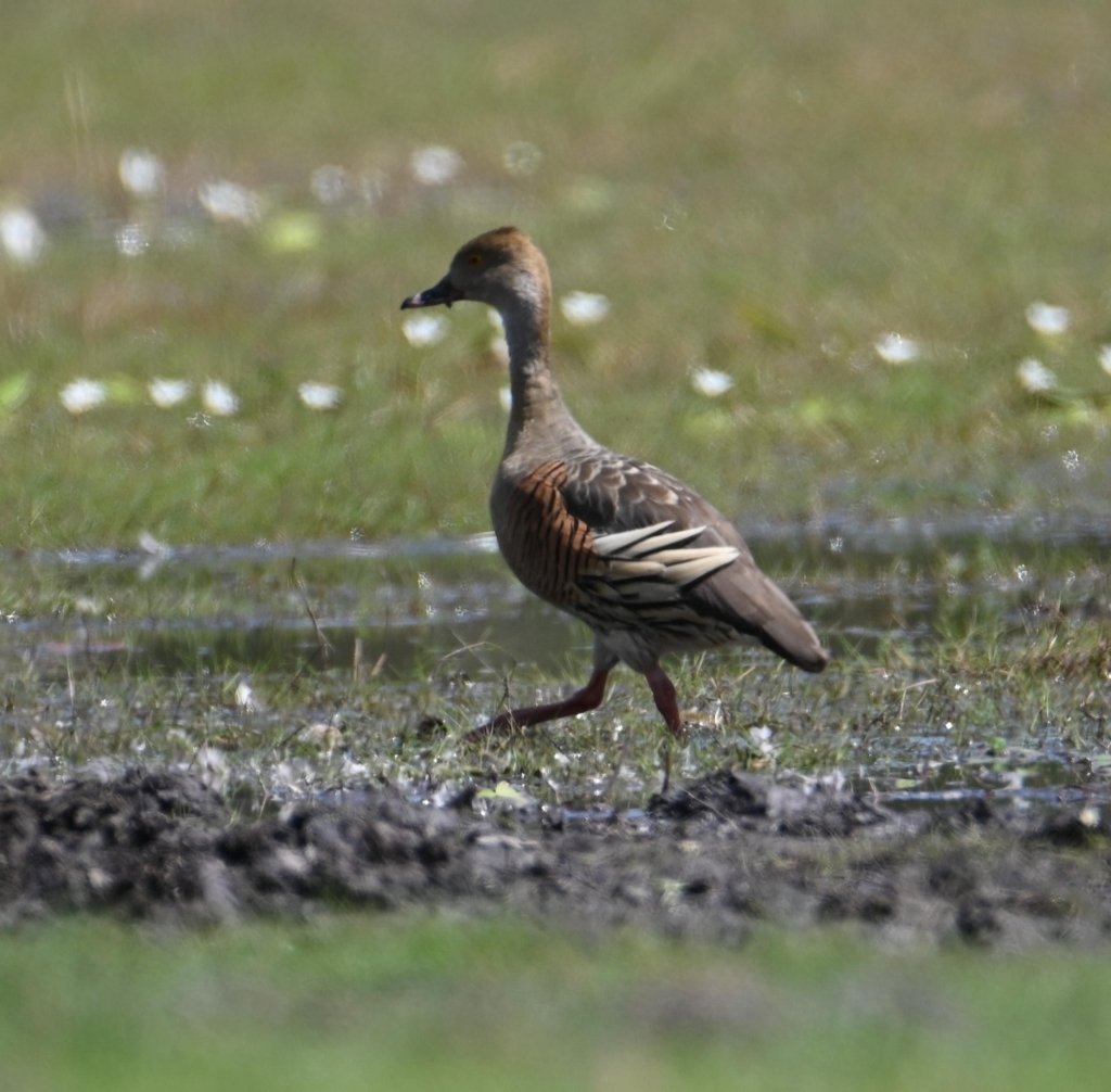 Plumed Whistling-Duck from Kakadu, South Alligator, AU-NT, AU on July ...